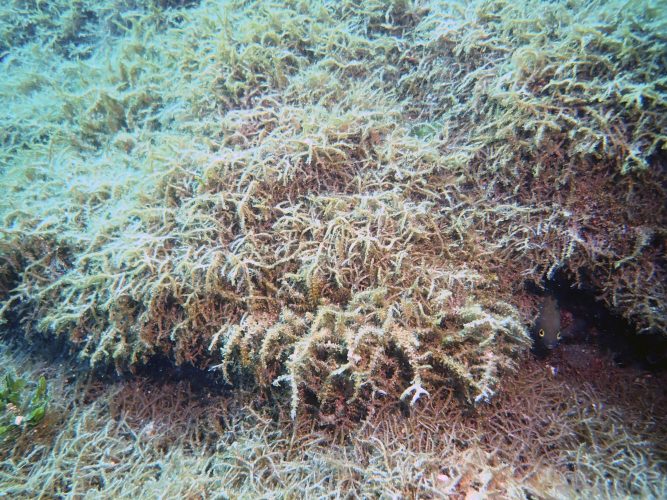 Aggressive seaweed smothers one of world’s most remote reefs | News ...